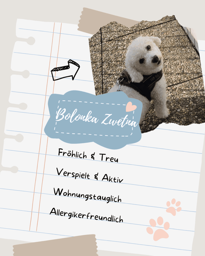 Bolonka Zwetna Steckbrief: Der kleine Charmeur mit großem Herz ...